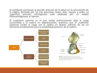 Fracturas de la pelvis | PPTX