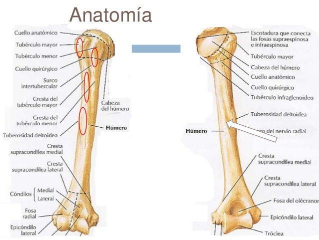 Fracturas del cuello del húmero