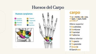 FRACTURAS DEL HUESO DEL CARPO (jsjsjs.pptx