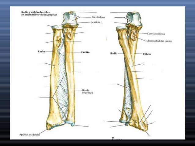 Fracturas del olecranon dr. marte