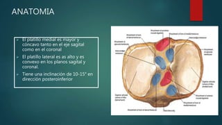 Anatomía De La Meseta Tibial