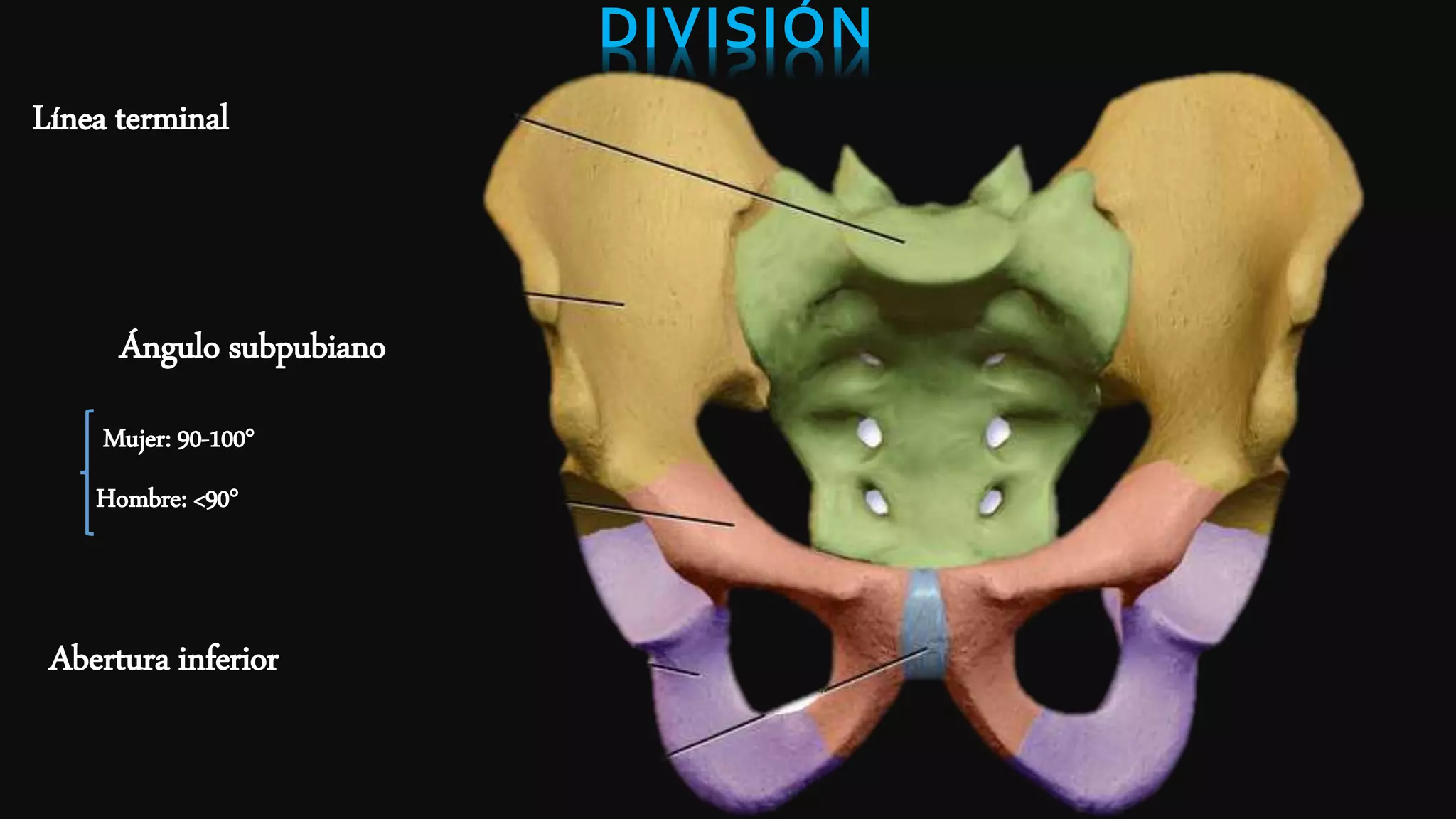 FRACTURAS DE PELVIS Y ACETABULO. TRAUMATOLOGÍA | PPT