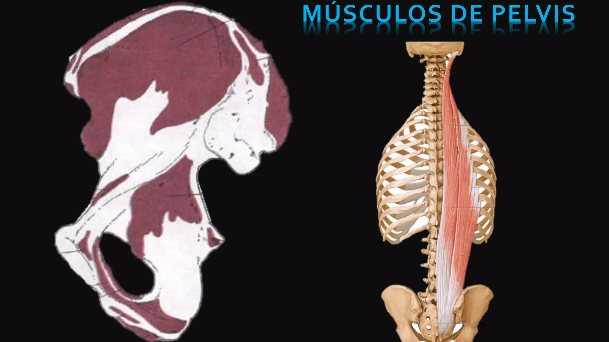FRACTURAS DE PELVIS Y ACETABULO. TRAUMATOLOGÍA | PPT