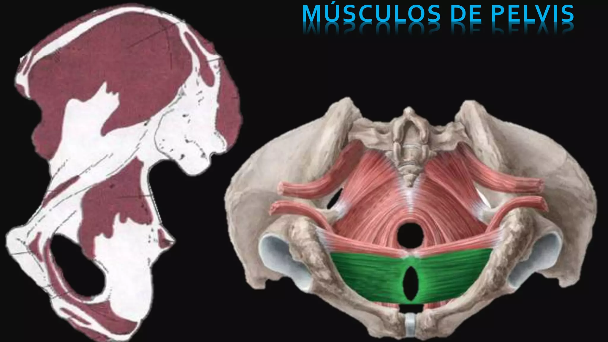 FRACTURAS DE PELVIS Y ACETABULO. TRAUMATOLOGÍA | PPT