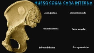 FRACTURAS DE PELVIS Y ACETABULO. TRAUMATOLOGÍA | PPTX