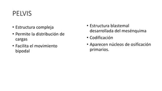 FRACTURAS DE PELVIS EN NIÑOS TRAUMATOLOGIA | PPTX
