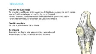 Fracturas de rótula, DIAGNOSTICO, TRATAMIENTO, | PPTX