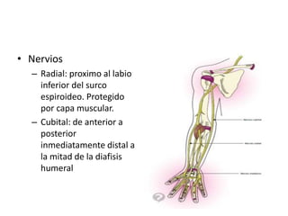 Fracturas diafisarias de humero pediatrico | PPTX