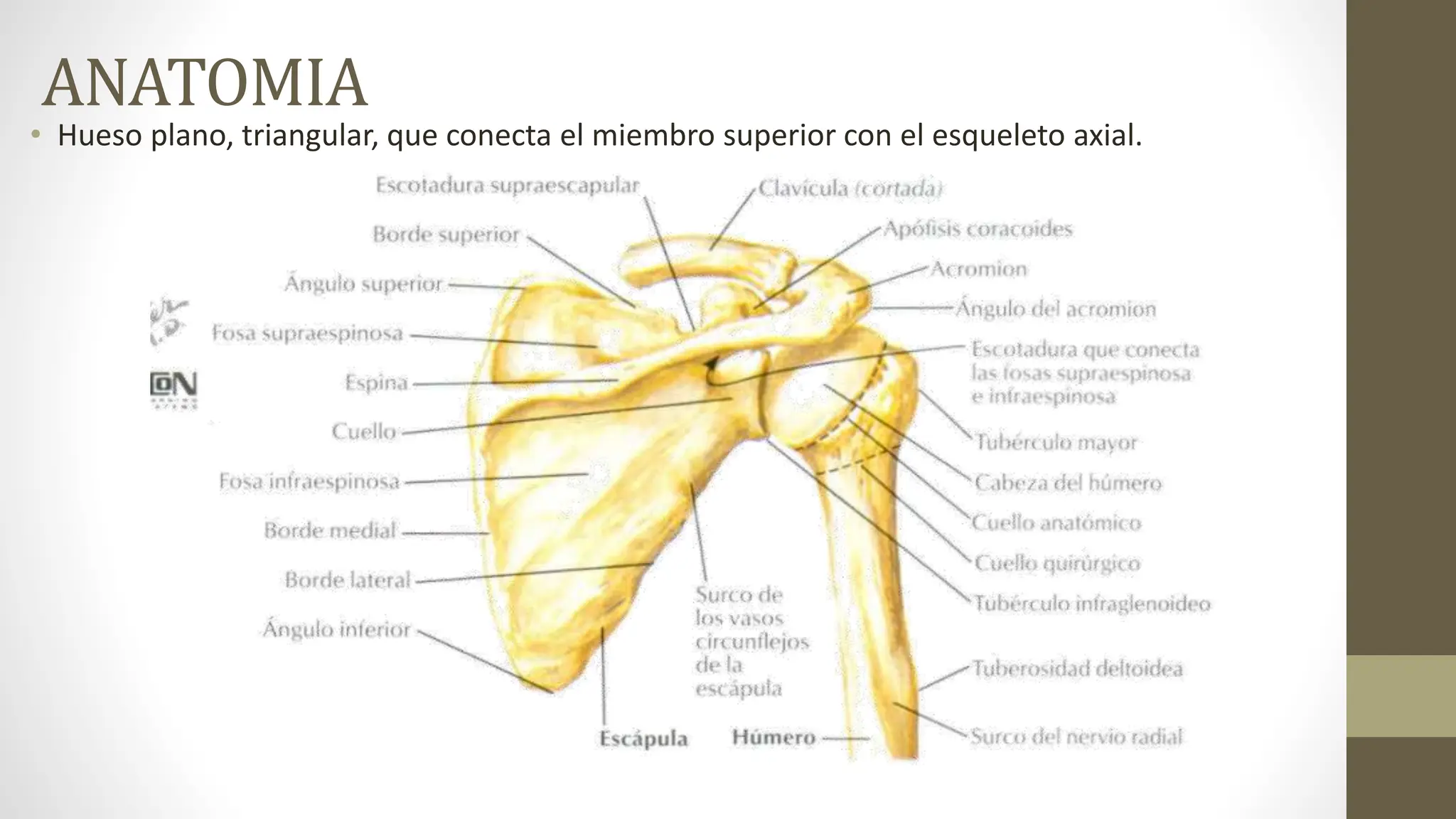 ANATOMIA Y FRACTURAS DE ESCAPULA Y ACROMION.pptx