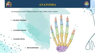 Fractura de MTC y falanges de la mano | PPTX