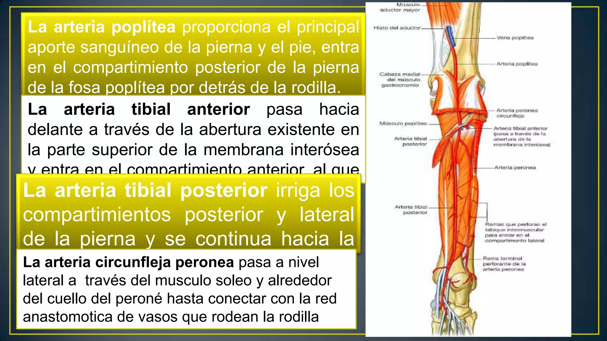 Fracturas proximales de tibia y perone | PPTX