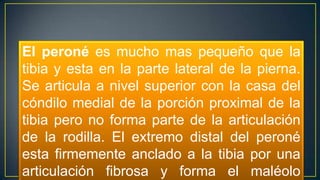 Fracturas proximales de tibia y perone | PPTX