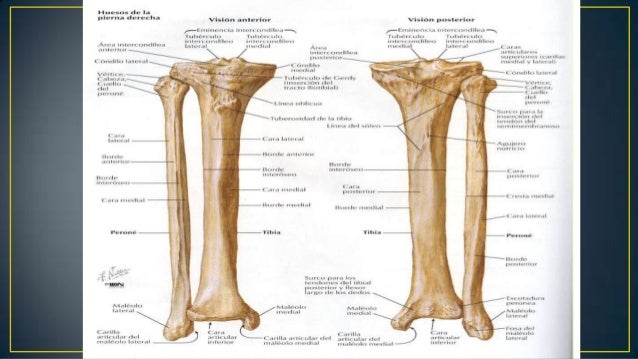 Fracturas proximales de tibia y perone