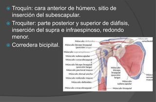 Fracturas y luxaciones de hombro | PPTX
