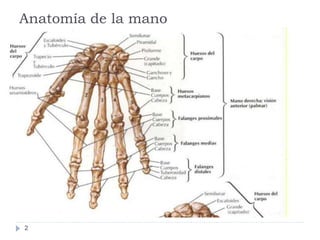 Fracturas y luxaciones de la mano | PPTX