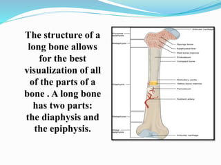 FRACTURE PPT (ORTHOPAEDIC) ALL BASIC INFORMATION | PPTX