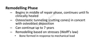 Fracture Healing | PPT