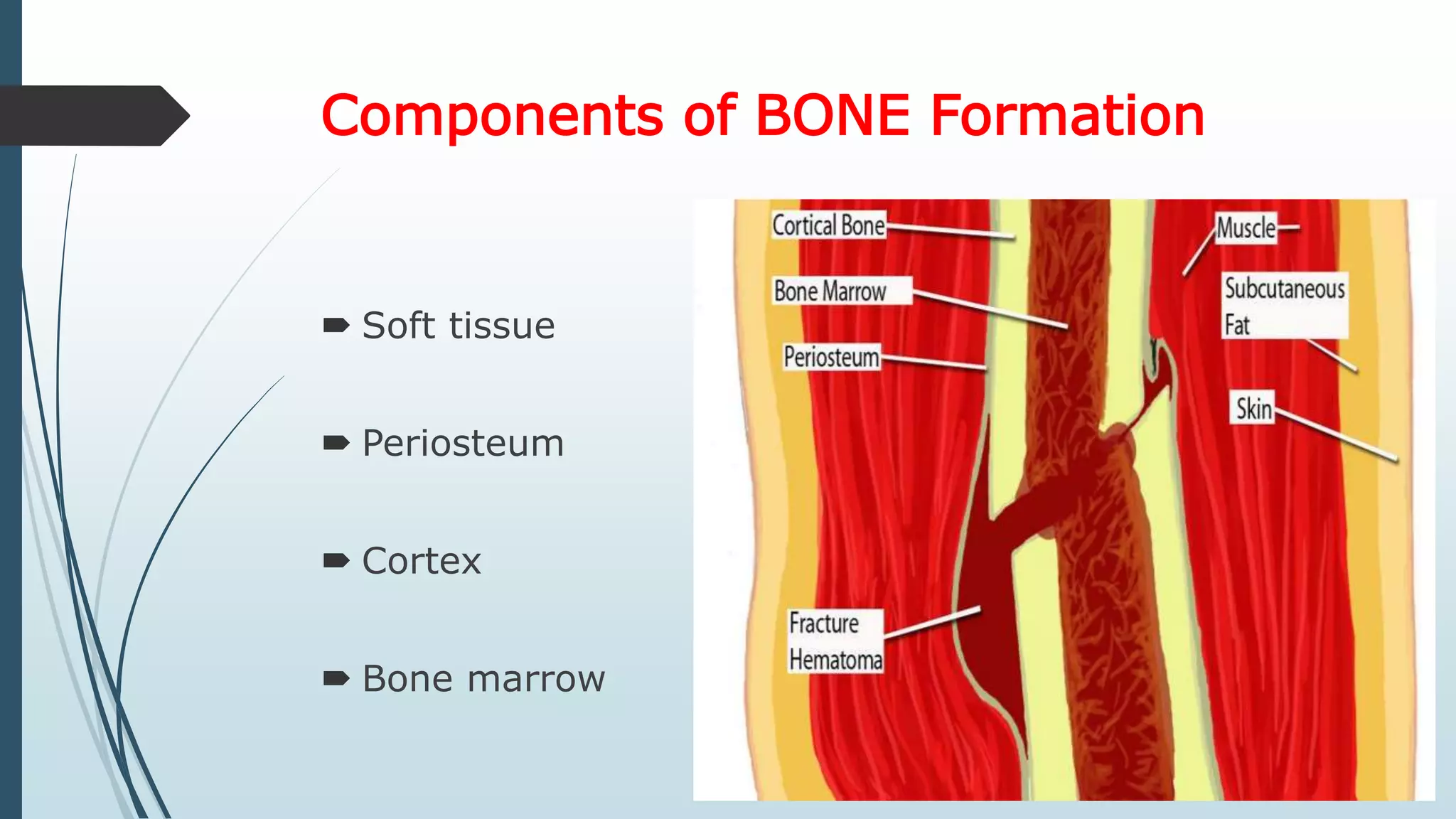 Fracture healing | PPTX