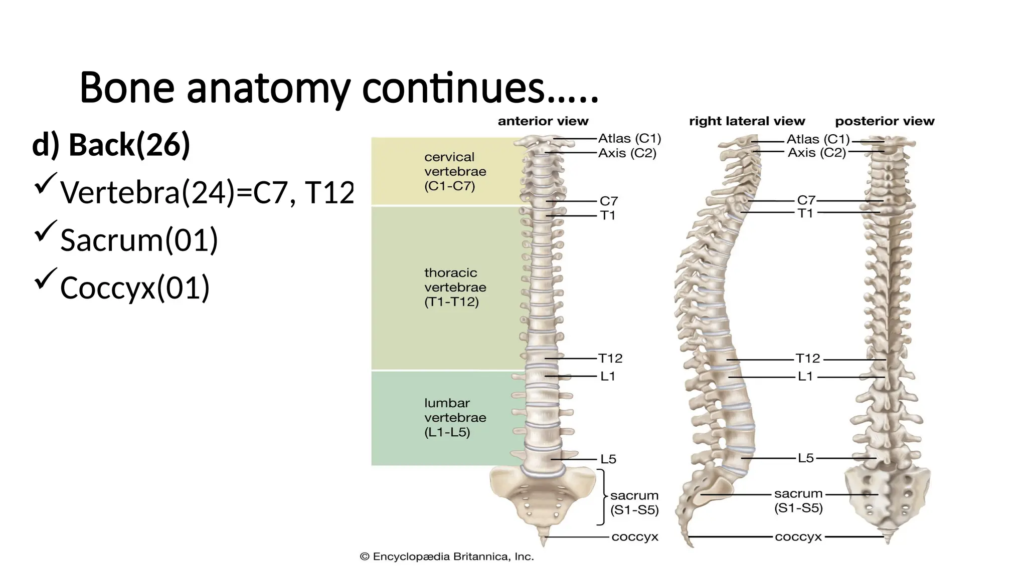 FRACTURE AND FRACTURE Mgt power point .pptx