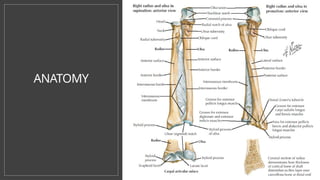 FRACTURE ANTEBRACHII DR.XIN v210520.1300.pptx