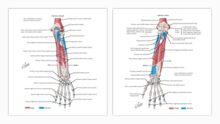 FRACTURE ANTEBRACHII DR.XIN v210520.1300.pptx