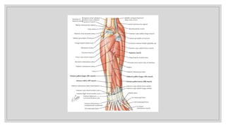 FRACTURE ANTEBRACHII DR.XIN v210520.1300.pptx