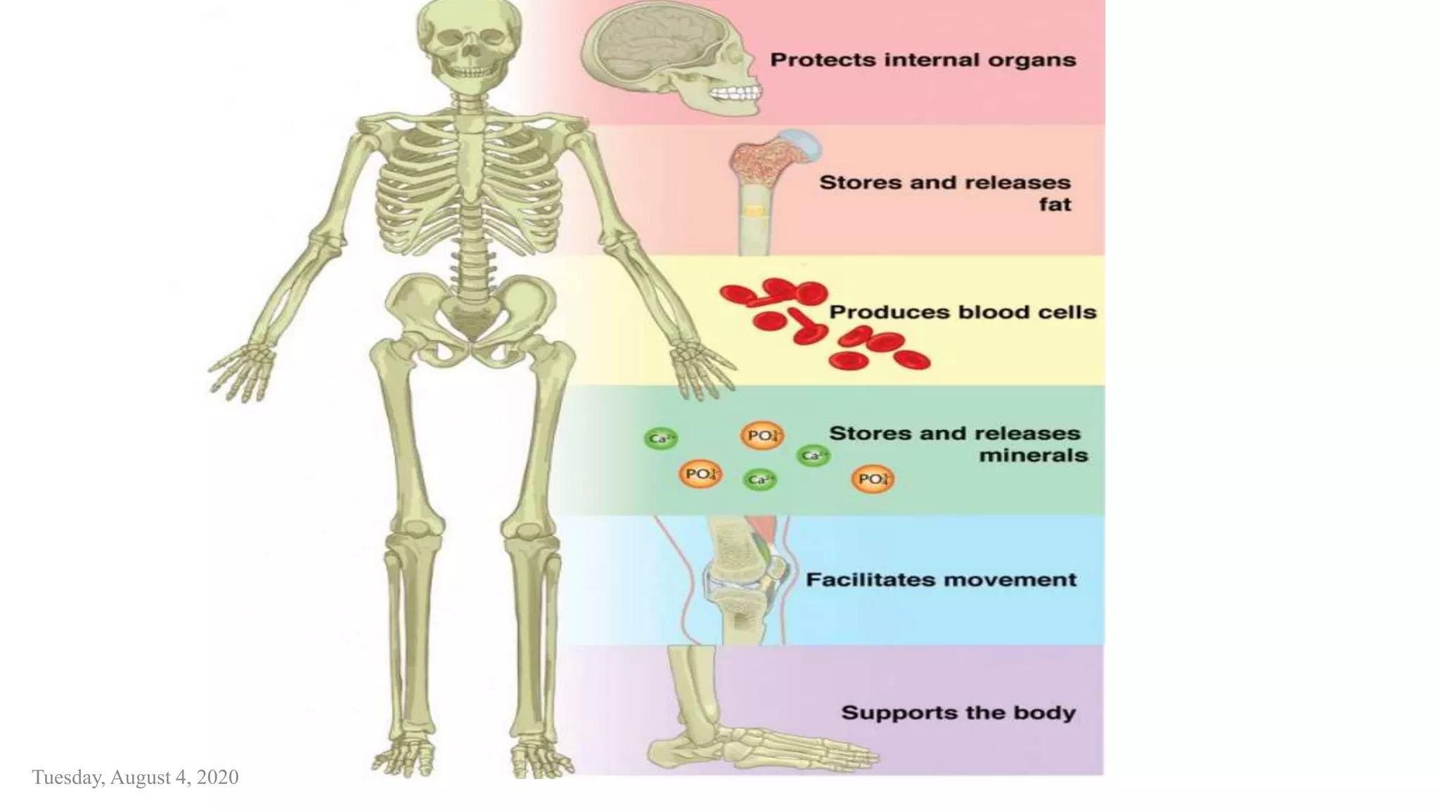Fracture (Ayoub) | PPTX