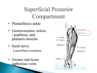 Fracture both bones leg class ug | PPTX