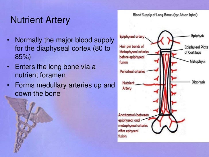 Nutrient Artery Of Humerus