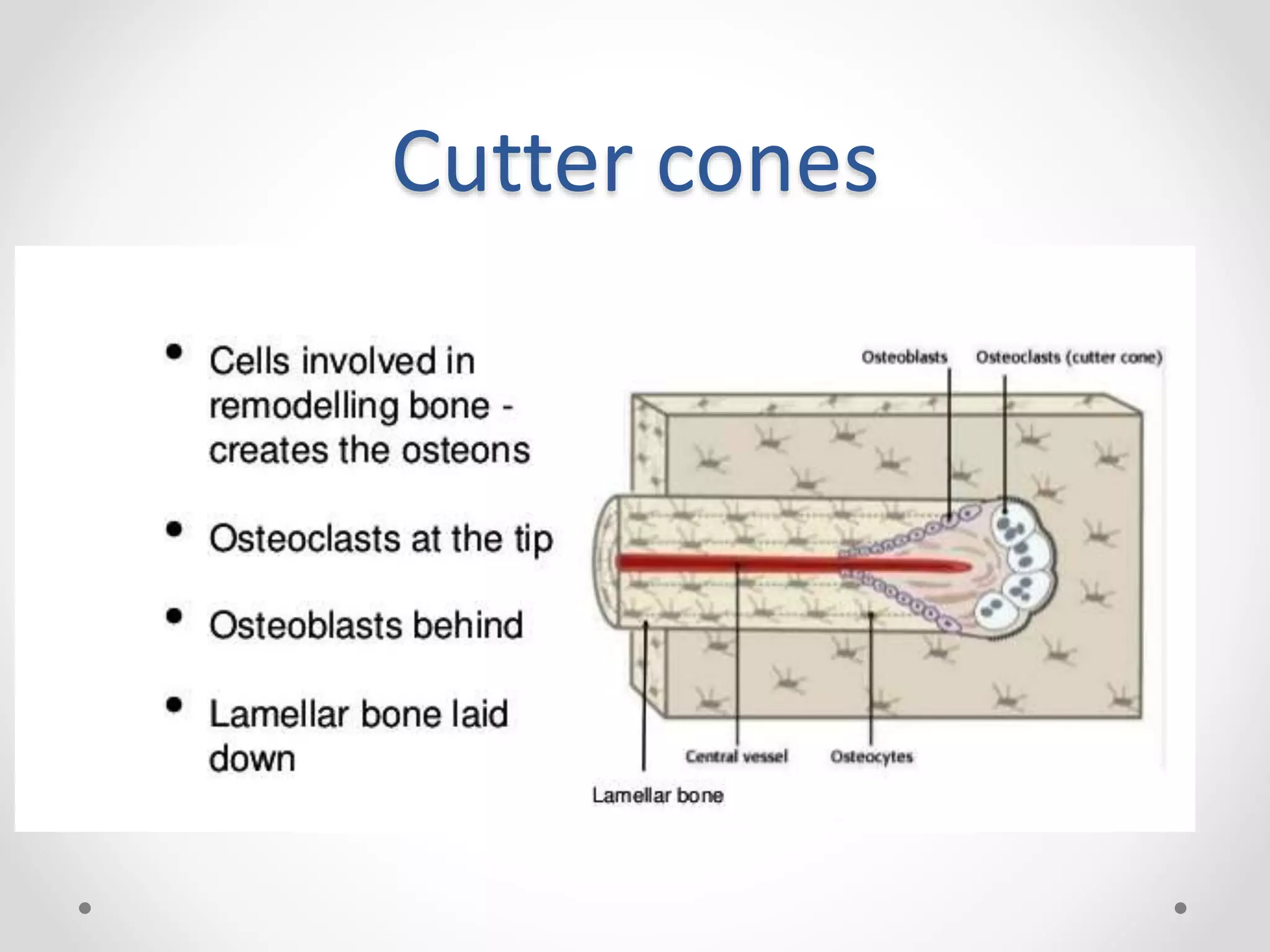 Bone biology and principle of bone healing. | PPT