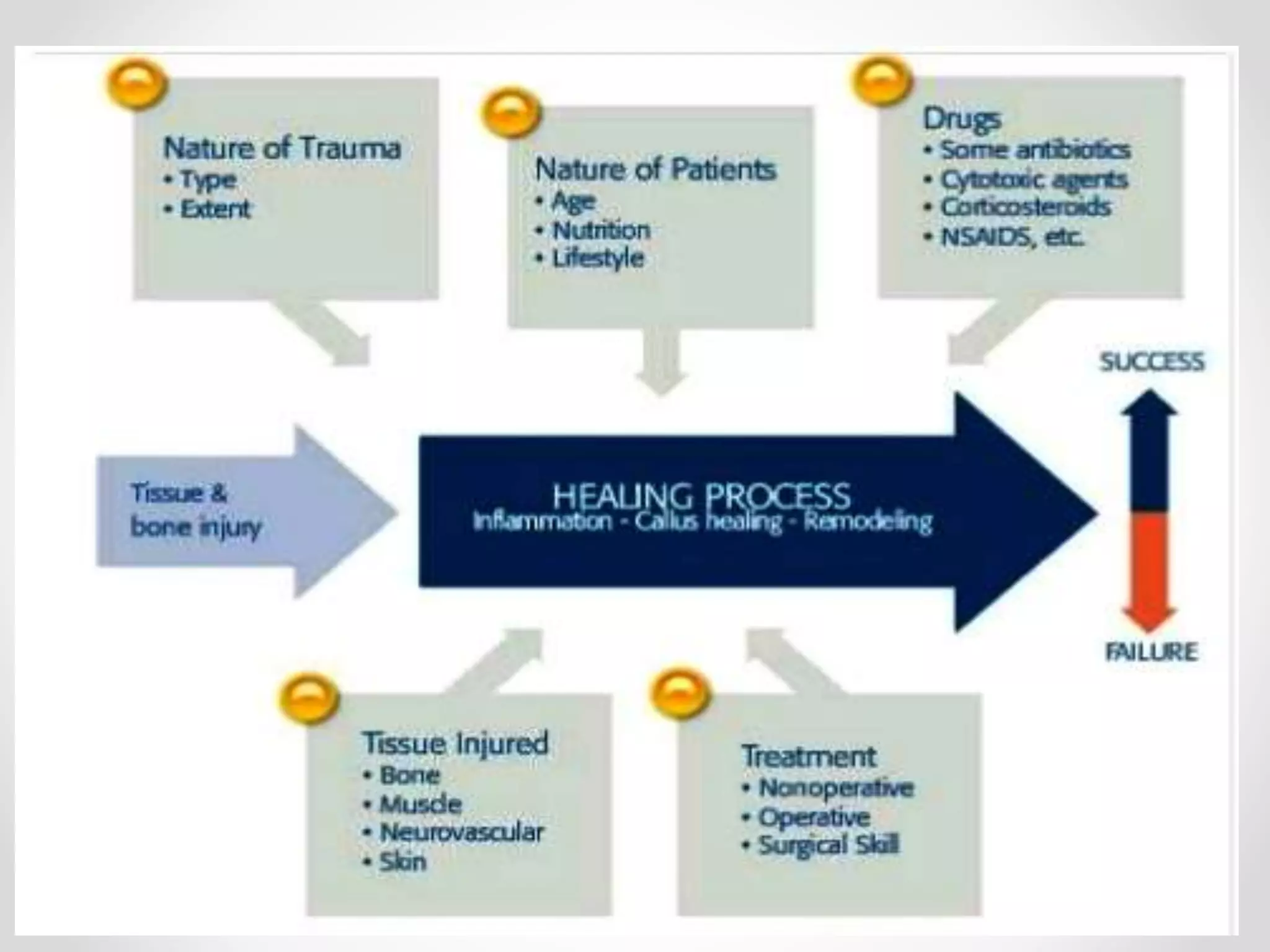 Bone biology and principle of bone healing. | PPT