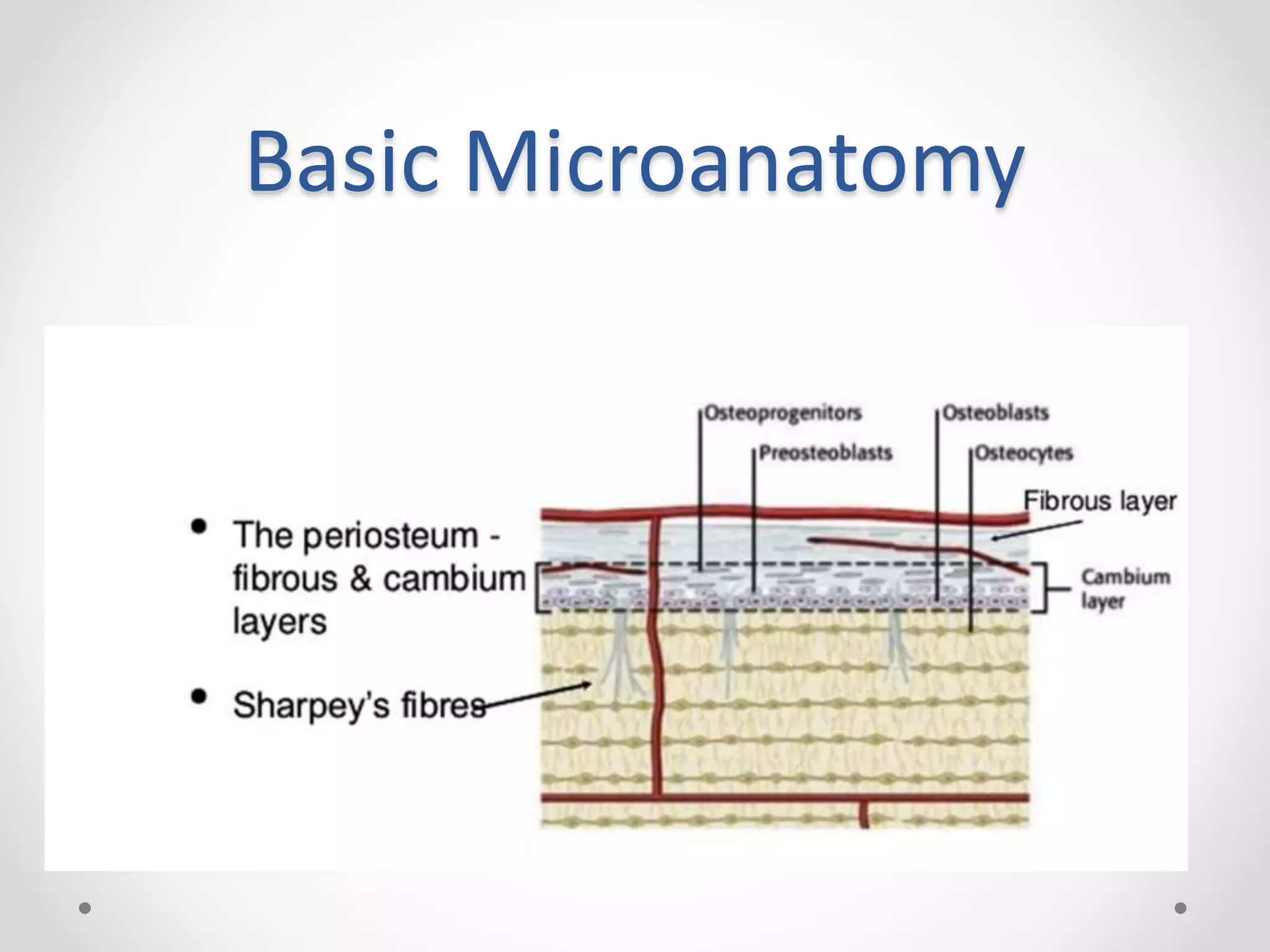 Bone biology and principle of bone healing. | PPT