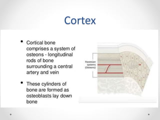 Bone biology and principle of bone healing. | PPT
