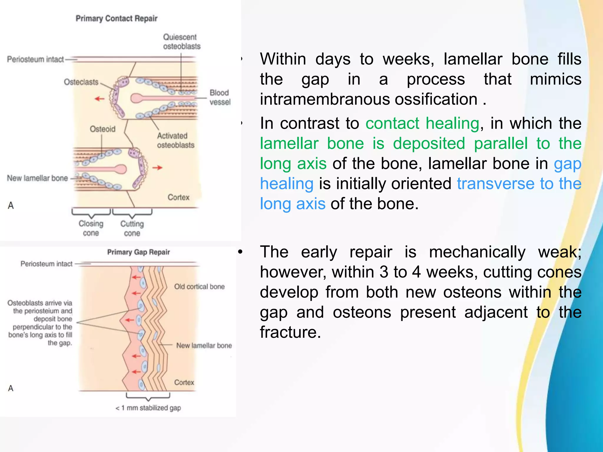 Fracture Healing.pptx