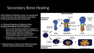 Fracture Healing.pptx