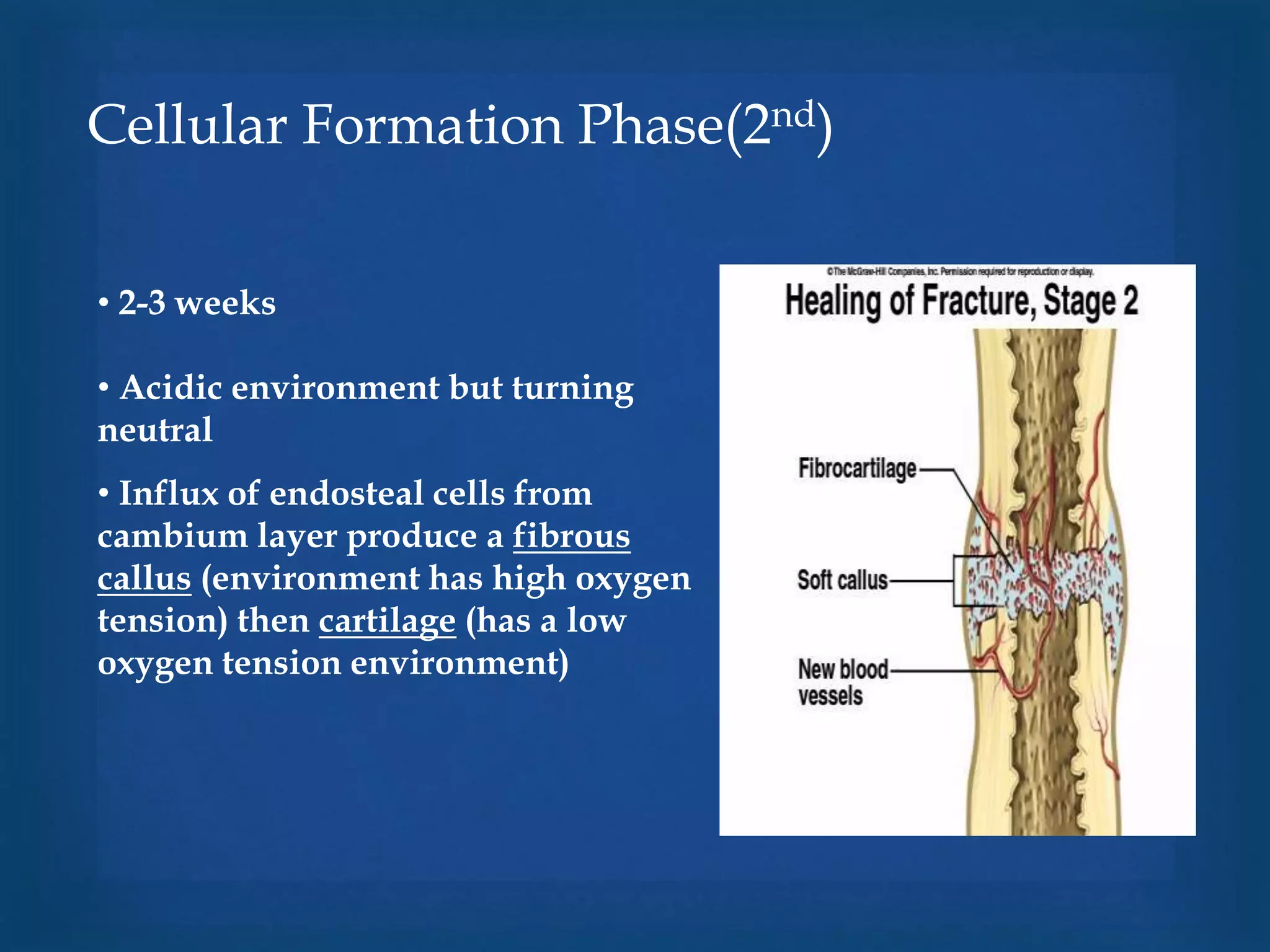 Fracture Healing.pptx