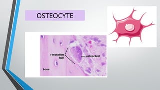 FRACTURE, FRACTURE HEALING , HEALING SOCKET | PPT