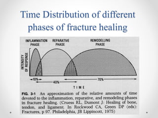 Fracture healing, complication & factors promotes the fracture healing ...