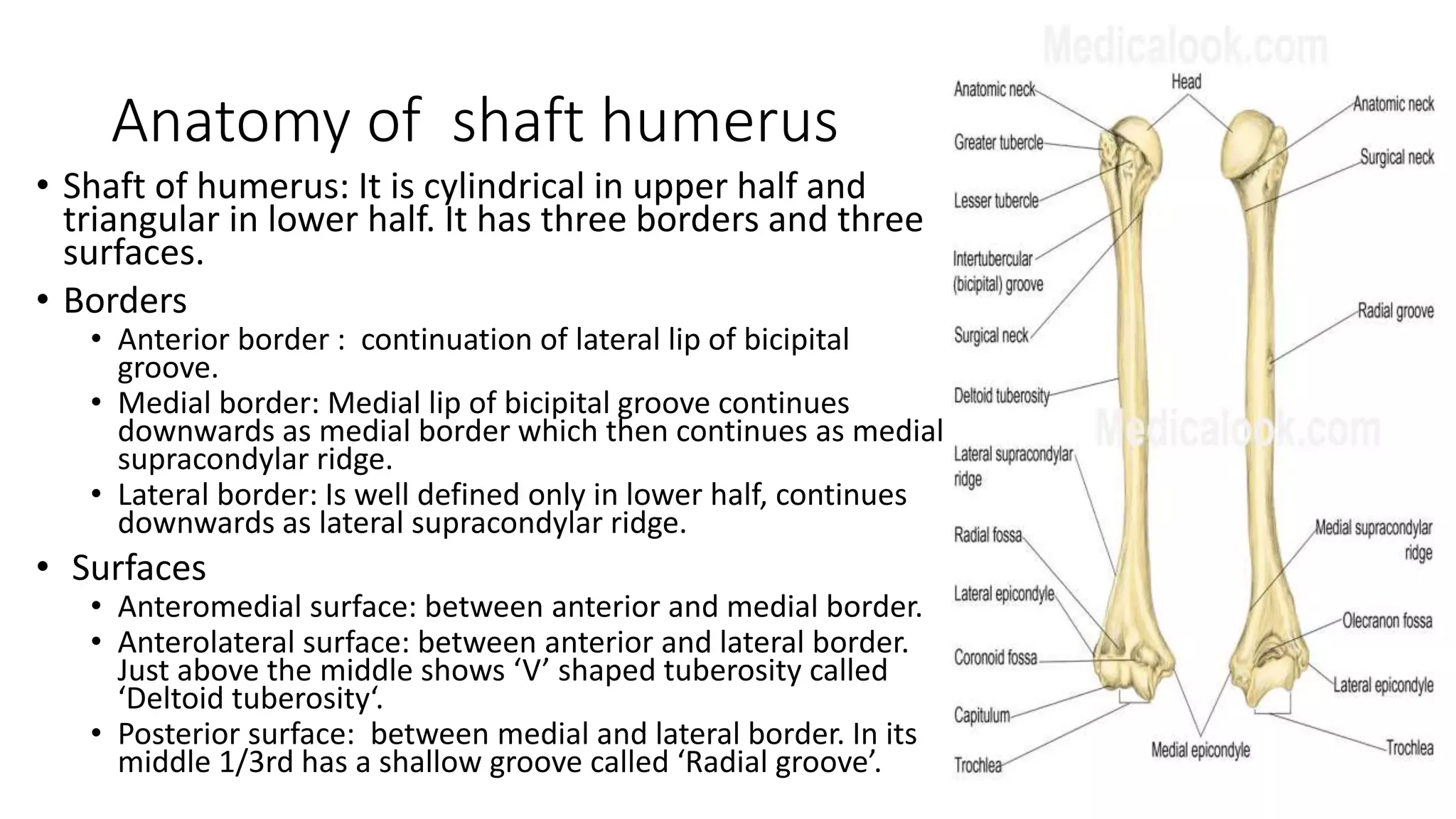 Fracture humerus with radial nerve injury | PPTX