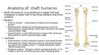 Fracture humerus with radial nerve injury | PPTX