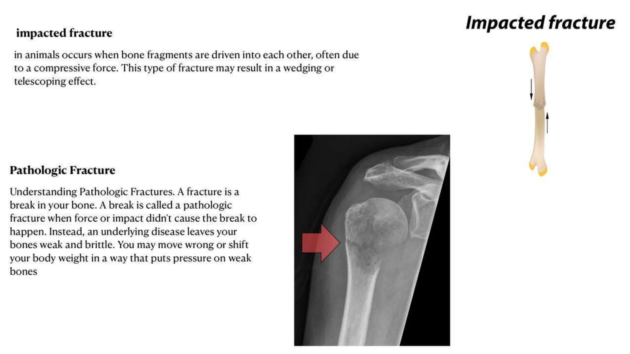 fracture in animal.pptx