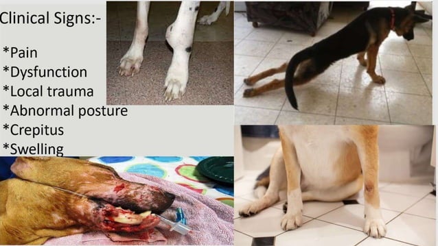 fracture in animal.pptx