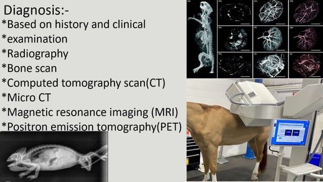 fracture in animal.pptx
