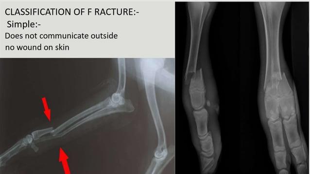 fracture in animal.pptx