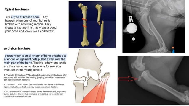 fracture in animal.pptx