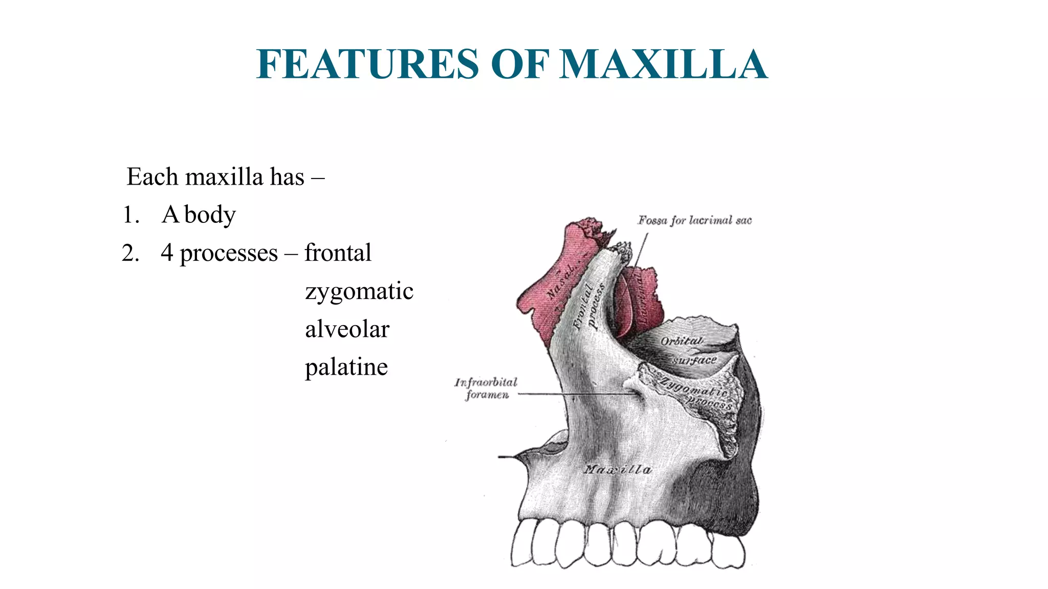 Maxillary Tuberosity Fracture Ppt