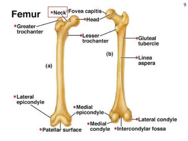 Neck Of Femur JBJS: Outcomes For Younger Patients With Femoral Neck