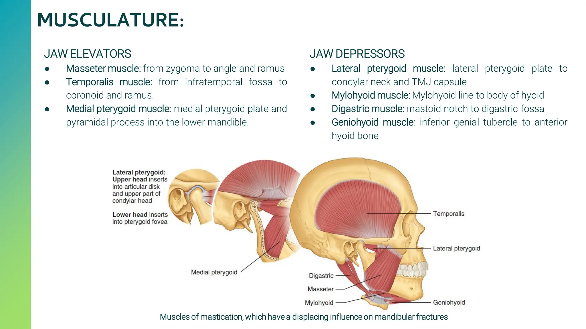 Fractures of The Body of The Mandible In Maxillofacial Surgery | PDF