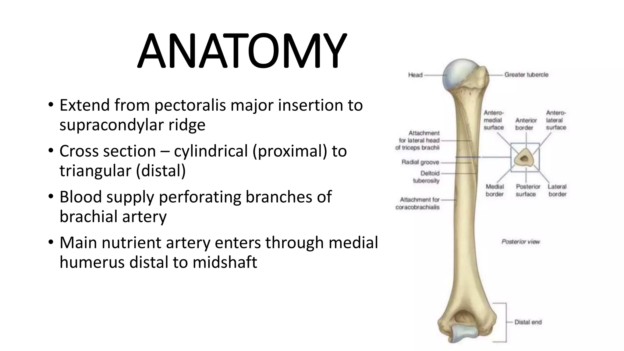 FRACTURE OF HUMERUS SHAFT AND INTERCONDYLAR FRACTURE.pdf