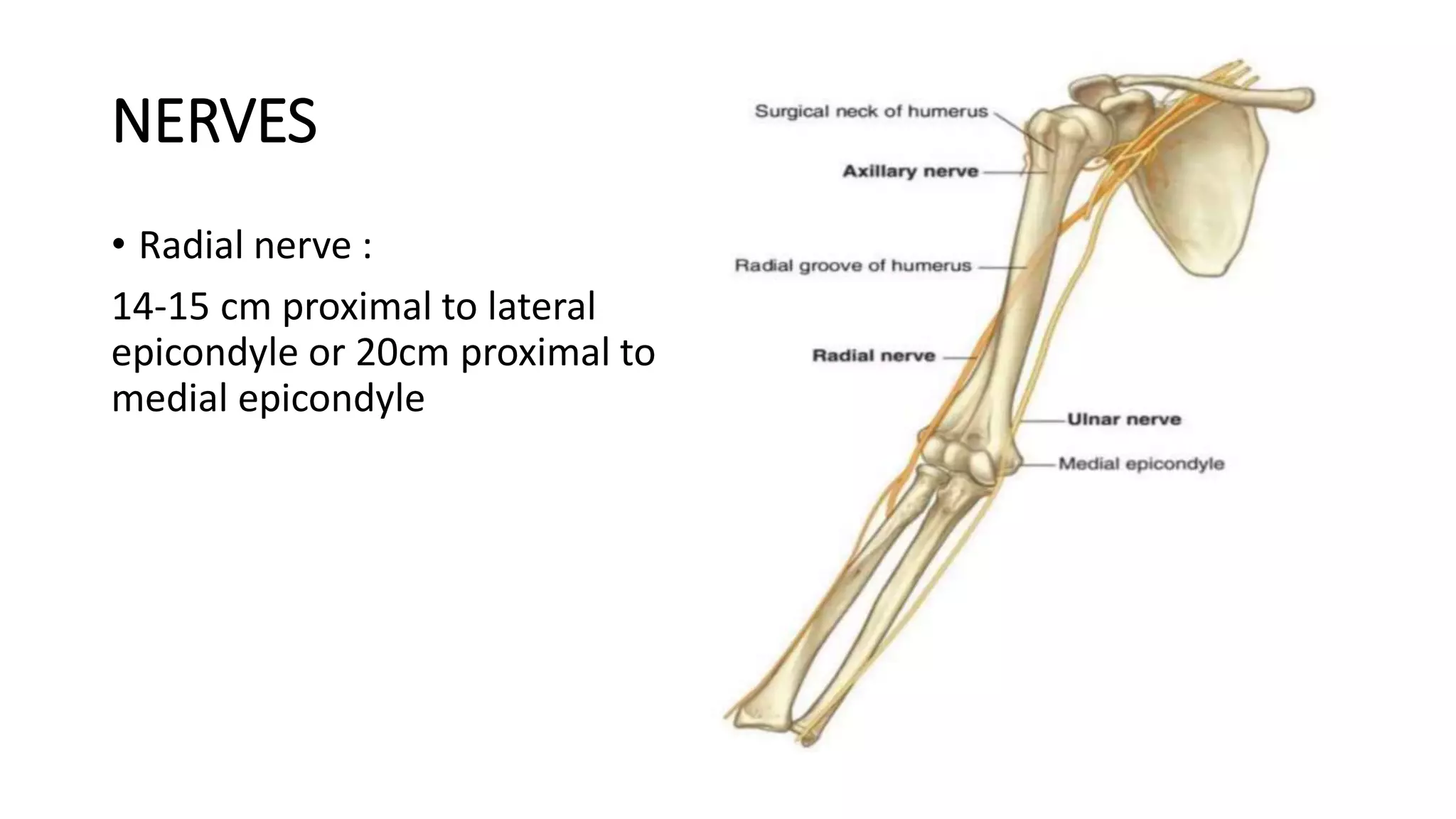 FRACTURE OF HUMERUS SHAFT AND INTERCONDYLAR FRACTURE.pdf